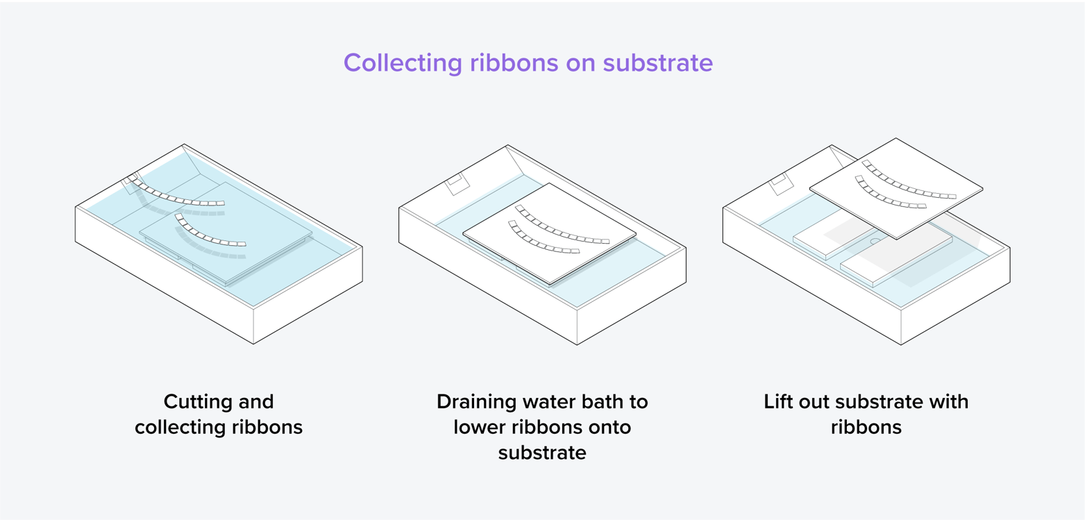 Array tomography workflow: tips and tricks on section handling from researchers in the field